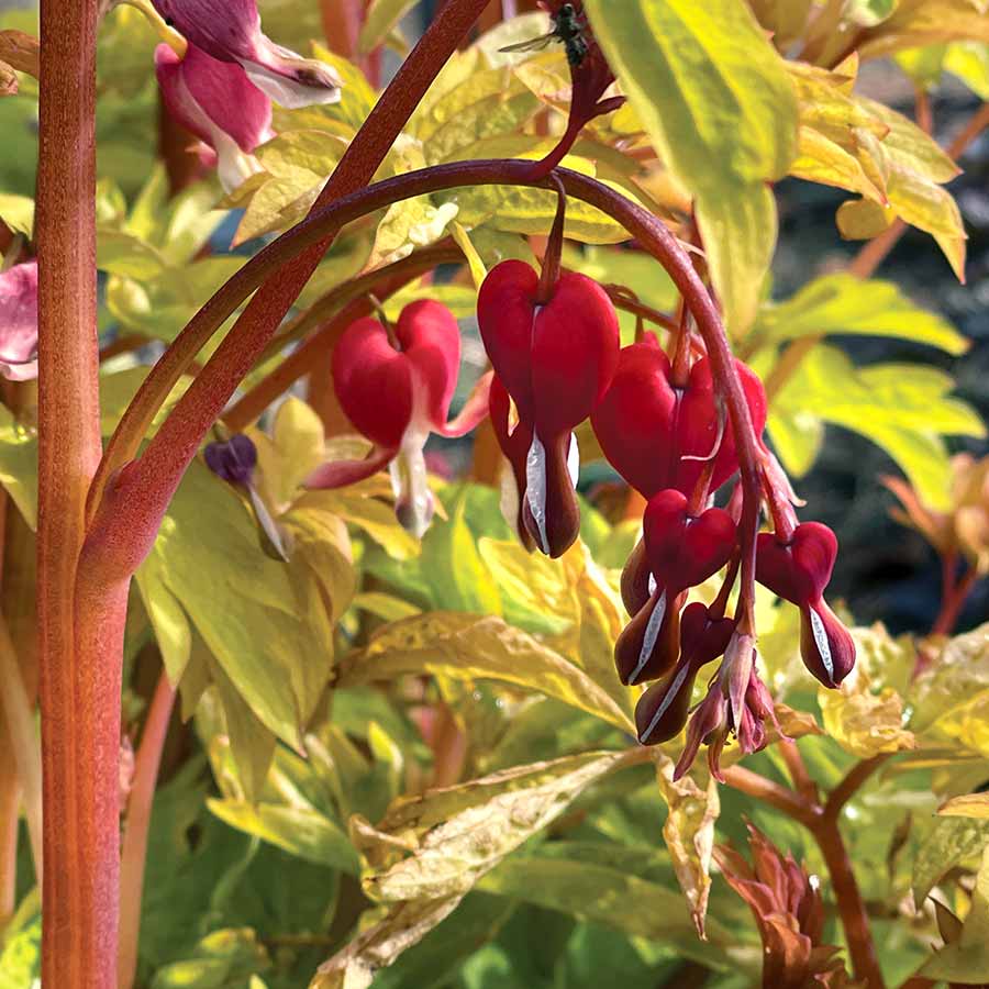Ruby Gold Dicentra (Bleeding Heart) – Southern Idaho Landscape Center