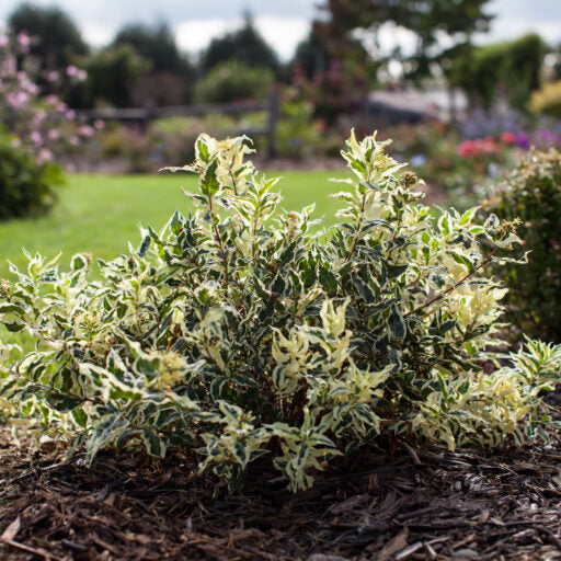 Cool Splash Dwarf Diervilla (Bush Honeysuckle) – Southern Idaho ...