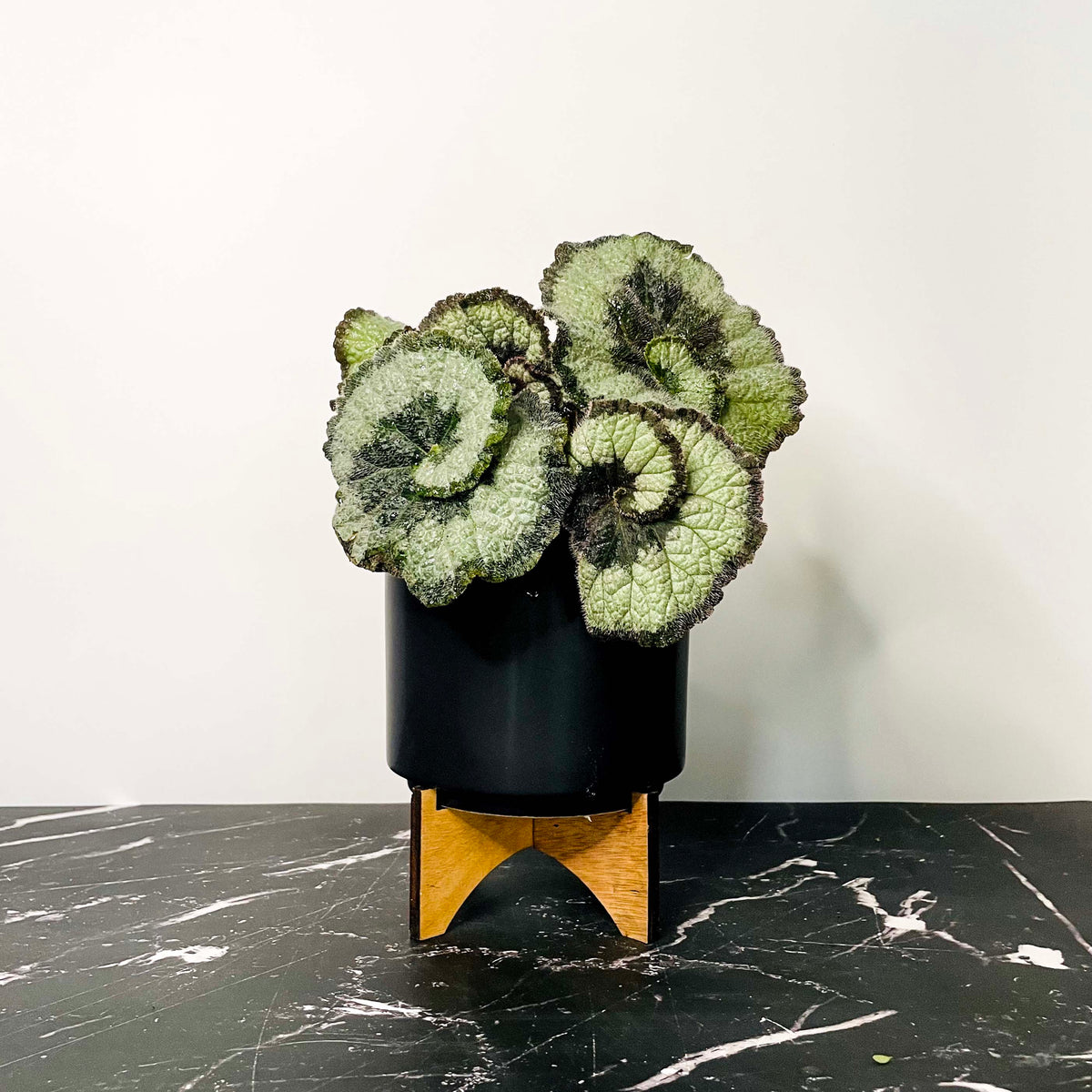 Begonia 'Escargot' – Southern Idaho Landscape Center
