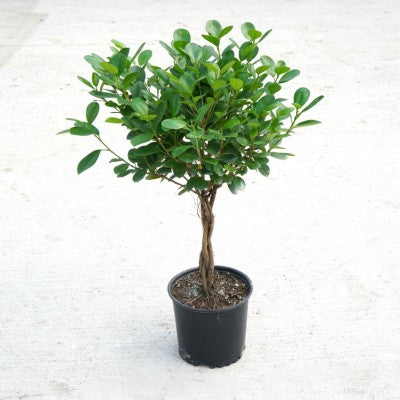 Ficus microcarpa 'Moclame' (Braided Chinese Banyan Tree) – Southern ...