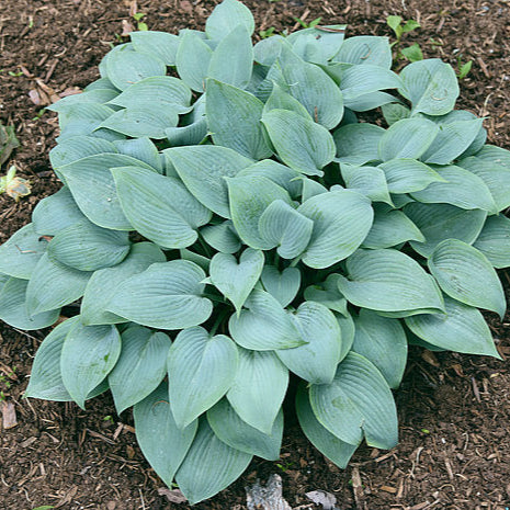 Fragrant Blue Hosta (Plantain Lily) – Southern Idaho Landscape Center