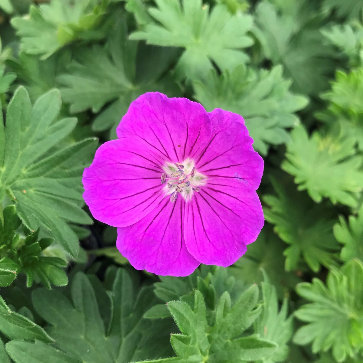 Vision Violet Geranium (Cranesbill) – Southern Idaho Landscape Center