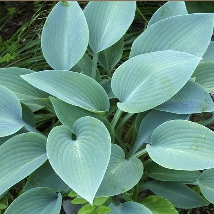 Halcyon Hosta (Plantain Lily) – Southern Idaho Landscape Center