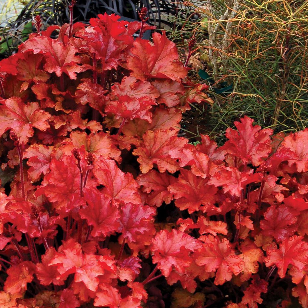 Peach Flambe Heuchera (Coral Bells) – Southern Idaho Landscape Center