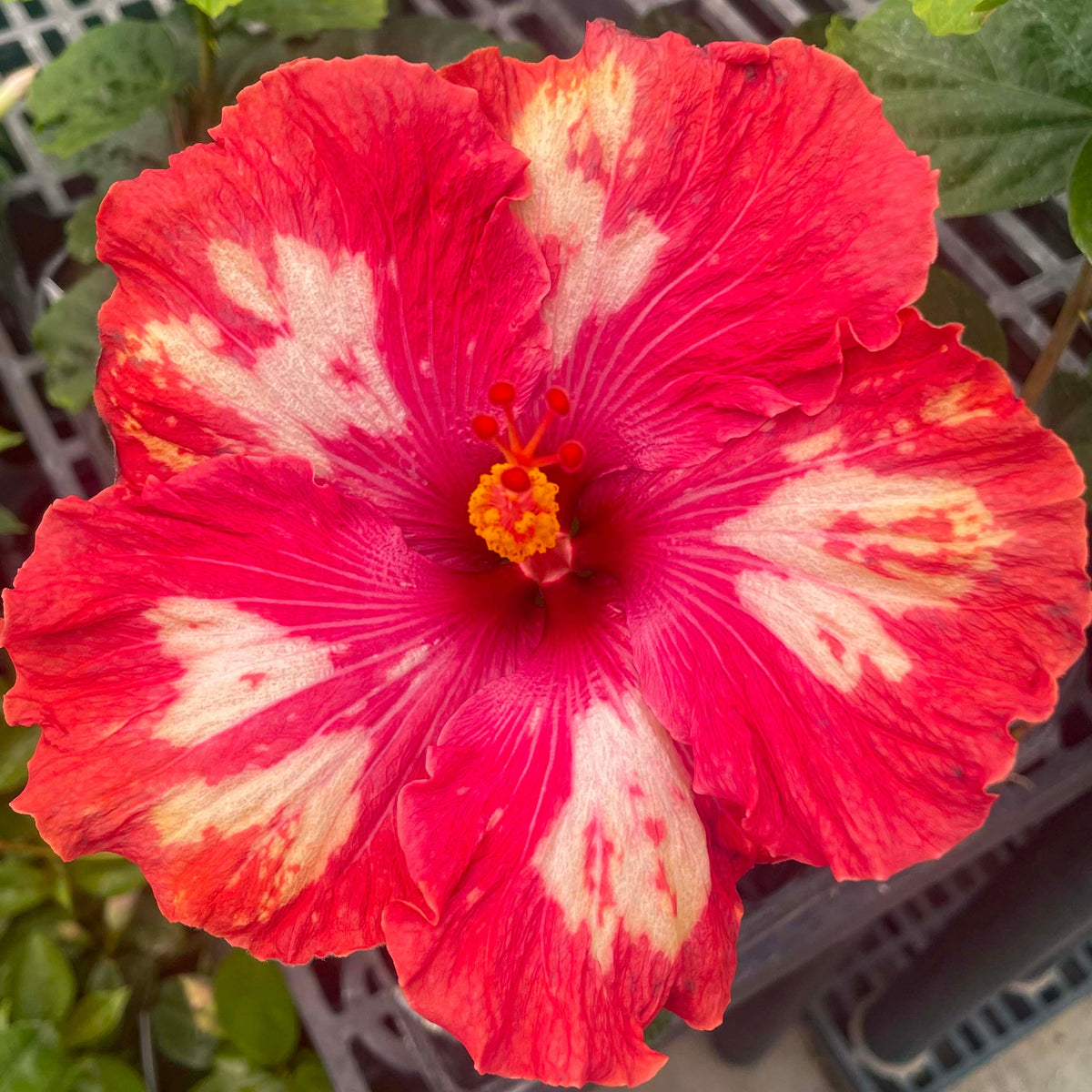 Hibiscus rosa-sinensis 'Rim of Fire' – Southern Idaho Landscape Center