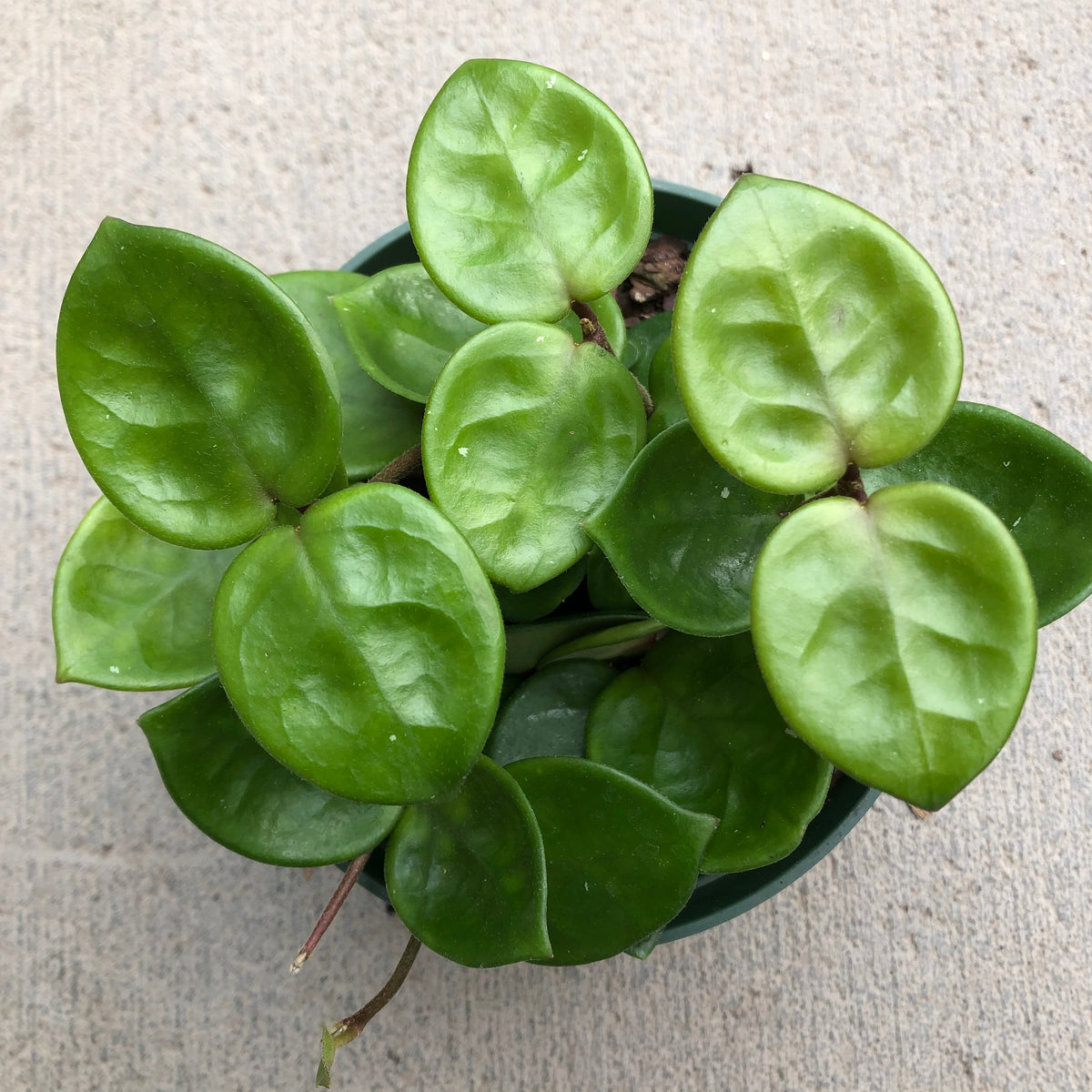 Hoya carnosa 'Chelsea' (Wax Plant) – Southern Idaho Landscape Center