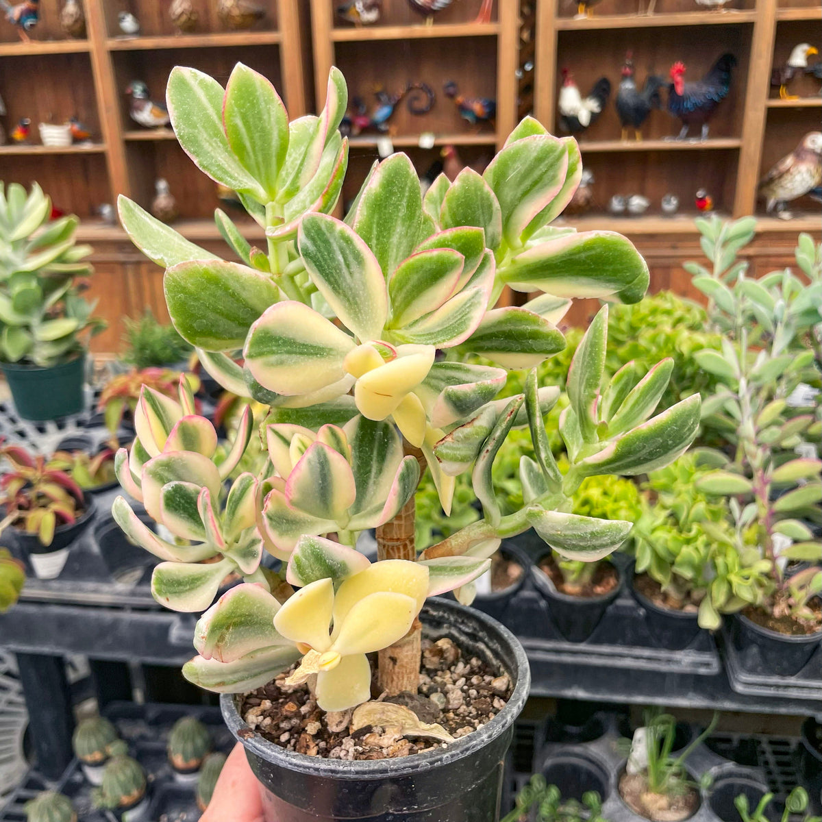 Crassula ovata 'Tricolor' – Southern Idaho Landscape Center