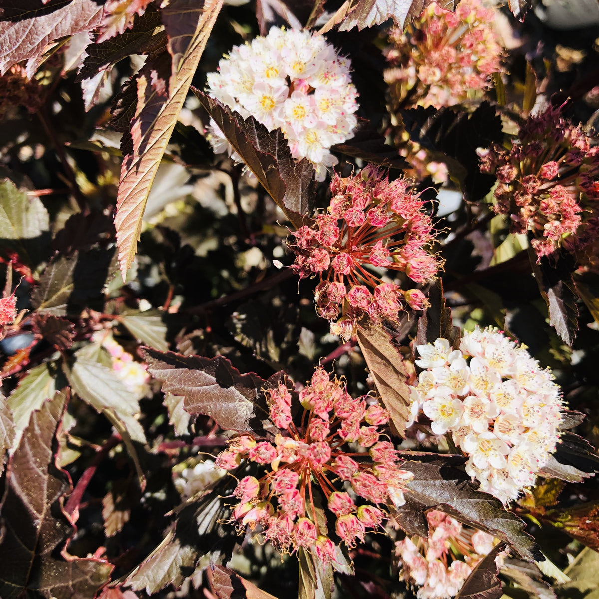Summer Wine Ninebark Tree Form – Southern Idaho Landscape Center