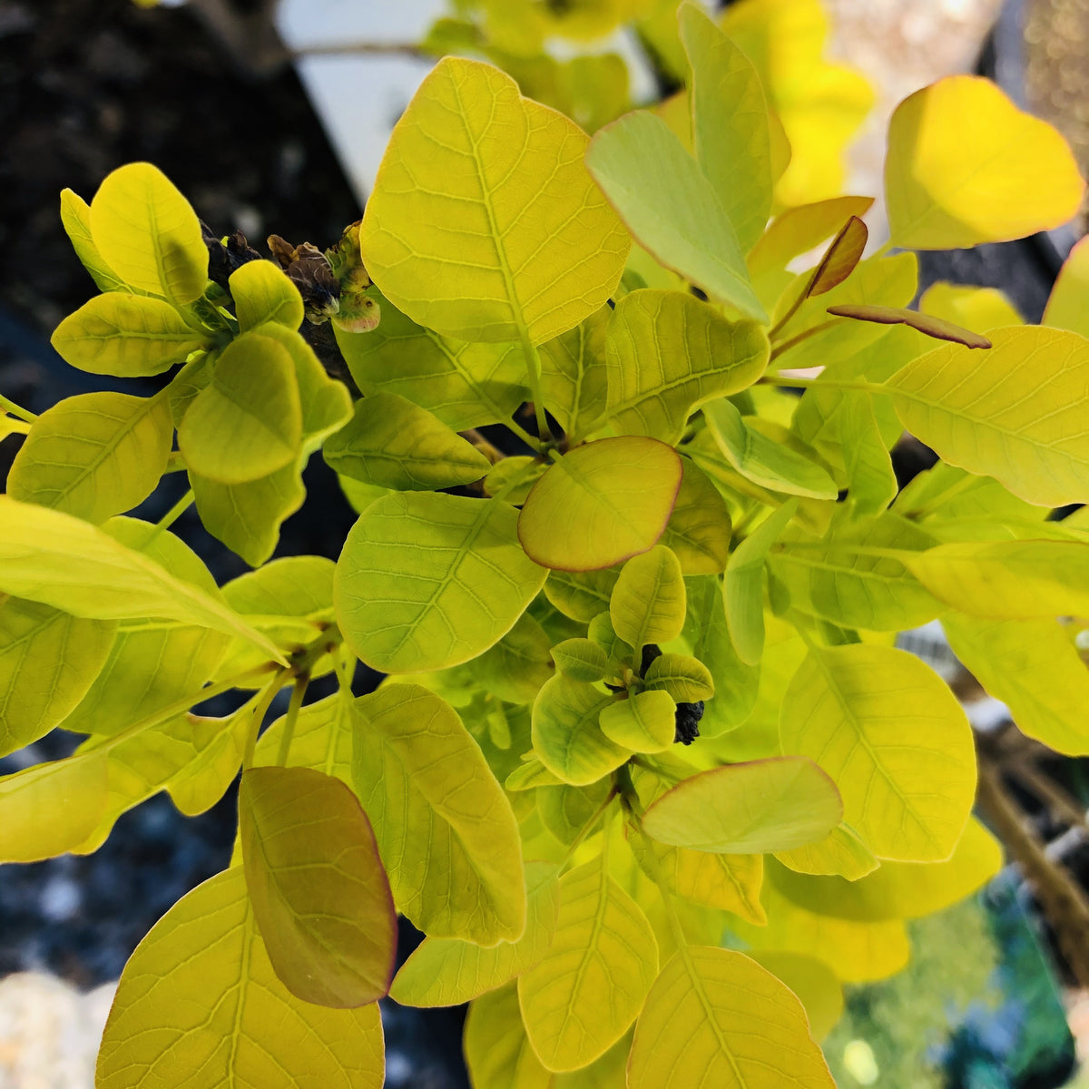 Golden Spirit Smoke Bush Tree – Southern Idaho Landscape Center