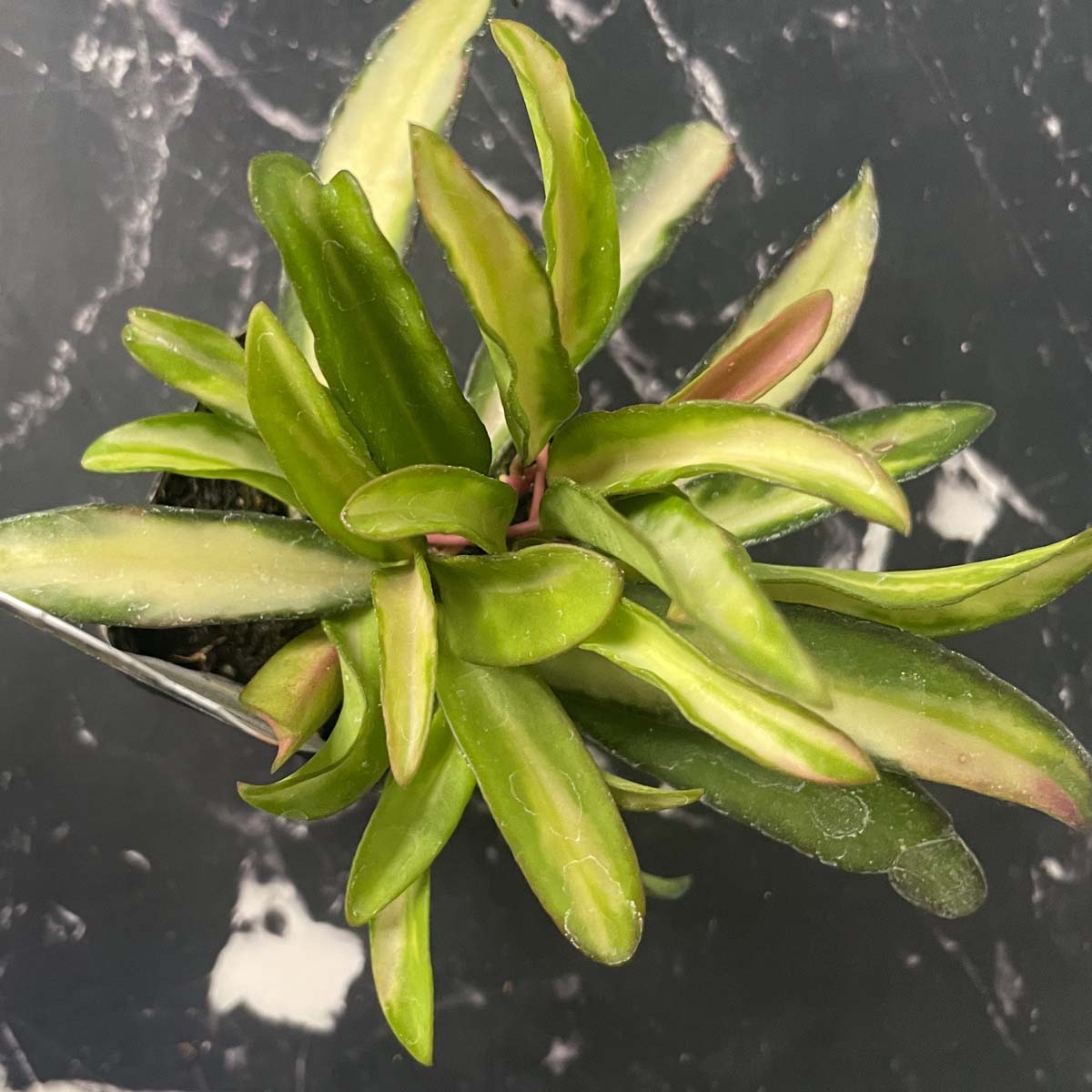 Hoya wayetii ‘Tricolor' (Wax Plant) – Southern Idaho Landscape Center