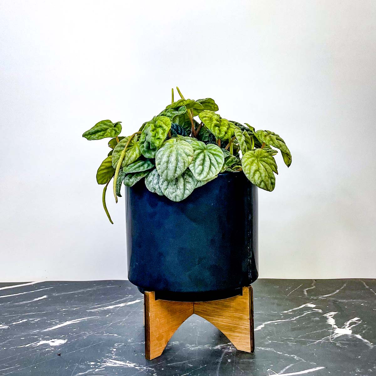 Emerald Ripple Peperomia – Southern Idaho Landscape Center