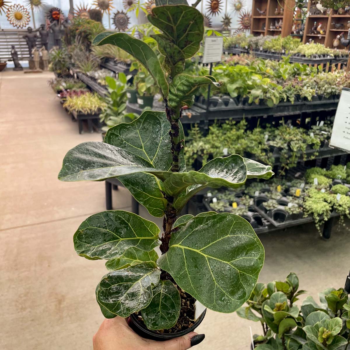 Ficus lyrata 'Little Sunshine' (Fiddle Leaf Fig) – Southern Idaho ...