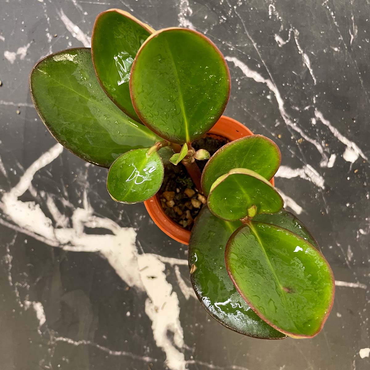 Red Margin Peperomia – Southern Idaho Landscape Center