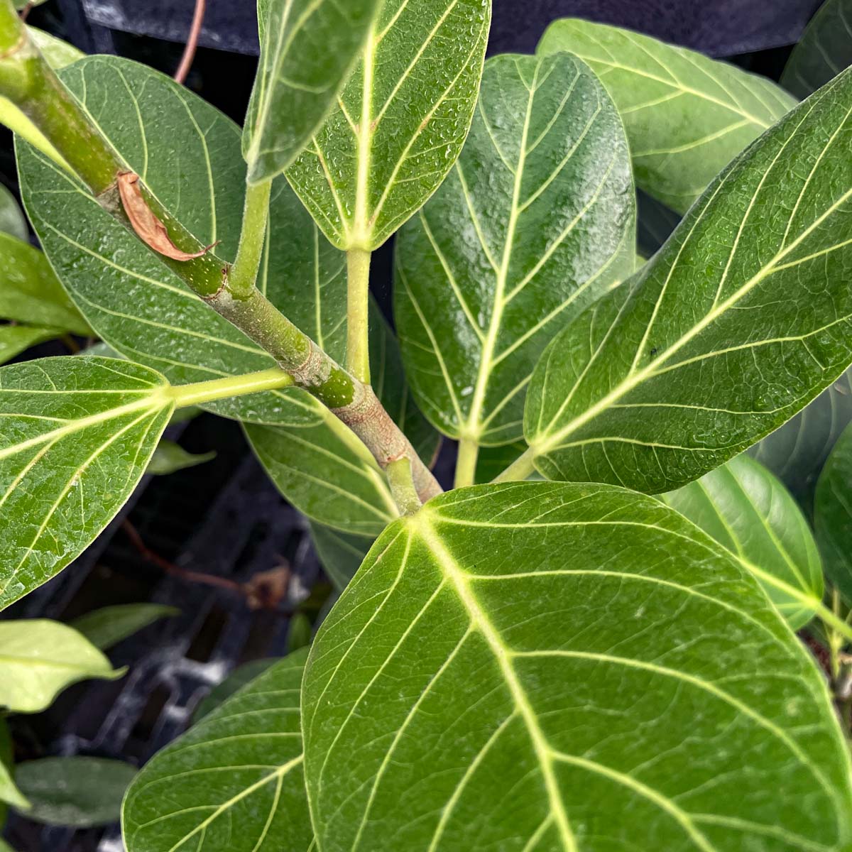 Ficus benghalensis 'Audrey' – Southern Idaho Landscape Center