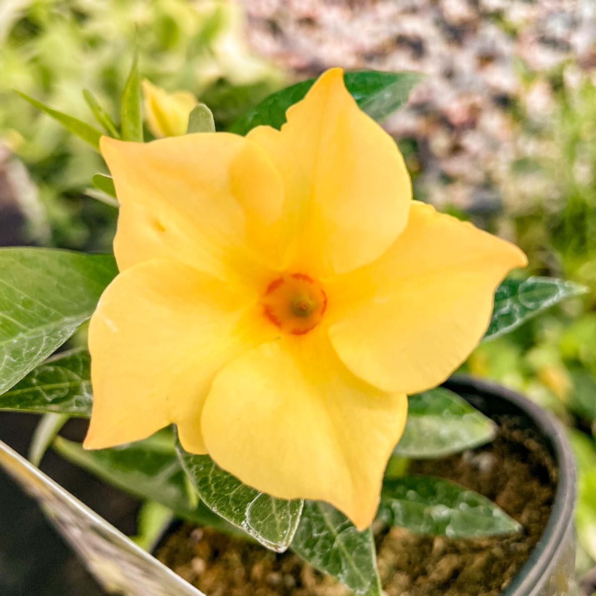 Opal Orange Sunrise Vining Mandevilla, Dipladenia, Plant – Southern ...