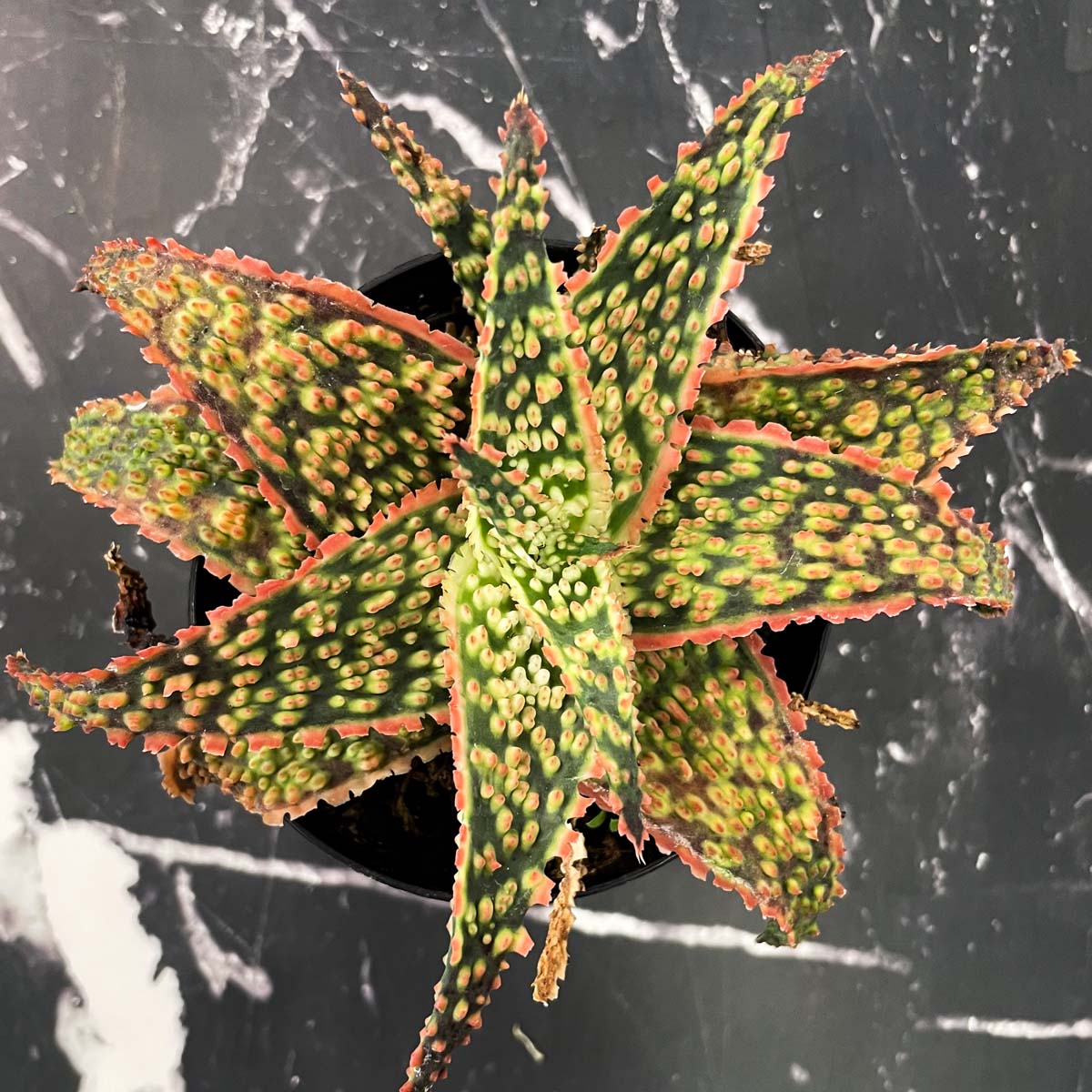 Aloe ‘Crimson Dragon’ – Southern Idaho Landscape Center