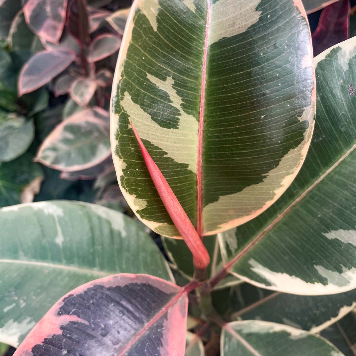 Ficus elastica 'Tineke' – Southern Idaho Landscape Center