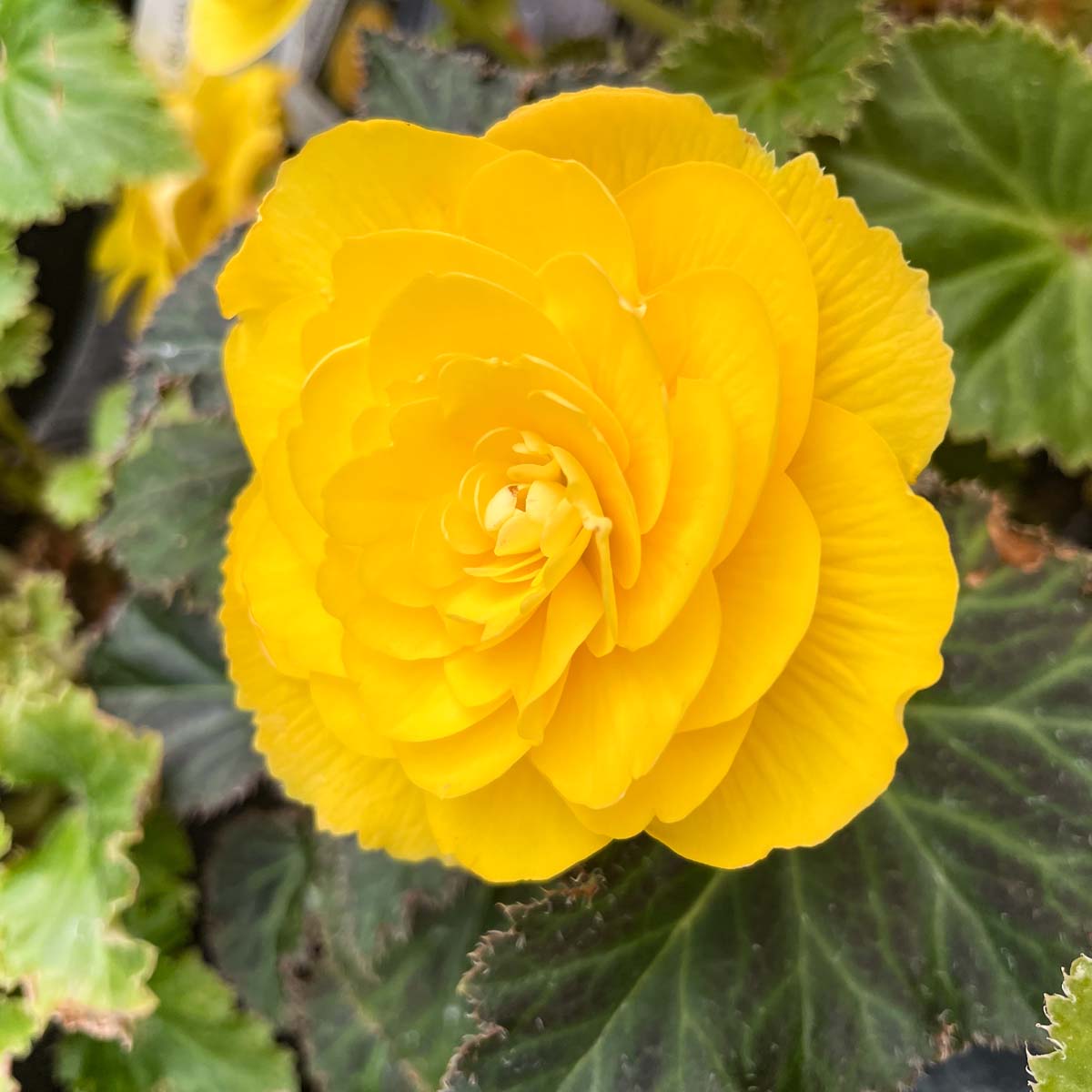 Nonstop Yellow Tuberous Begonia – Southern Idaho Landscape Center