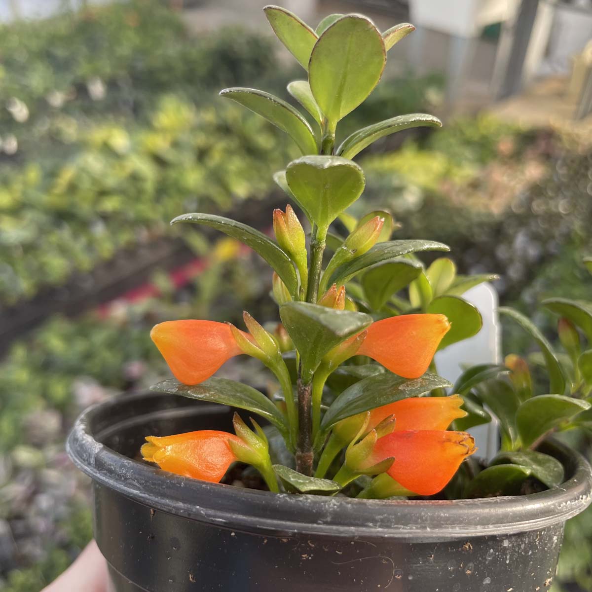 Columnea gloriosa ‘California Gold’ (Goldfish Plant) – Southern Idaho ...