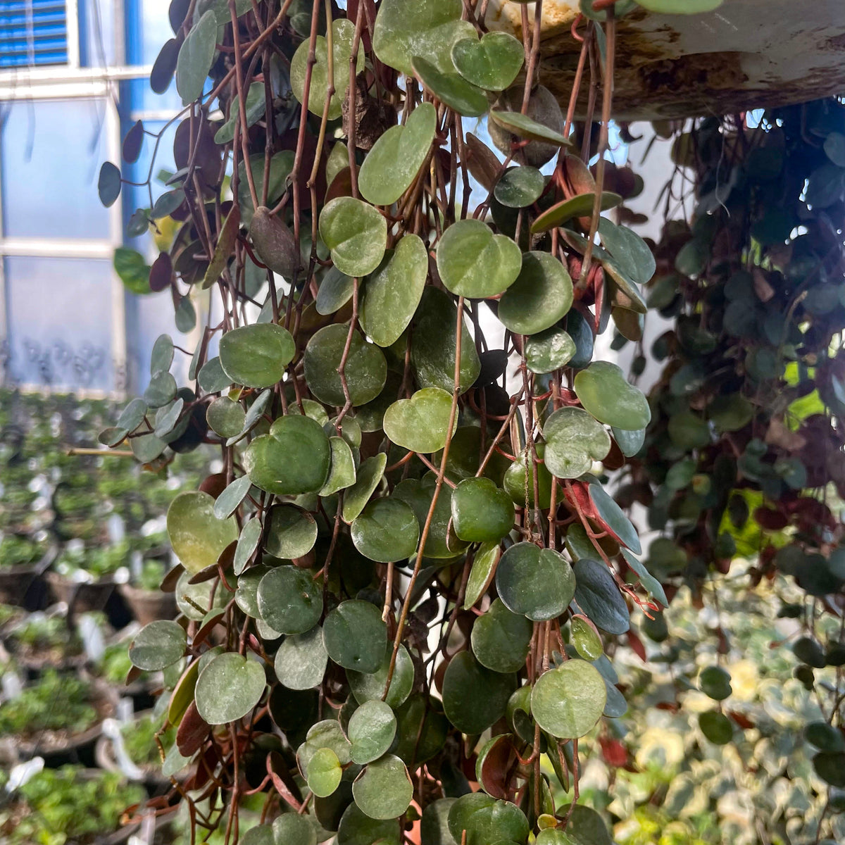 Ruby Cascade Peperomia – Southern Idaho Landscape Center