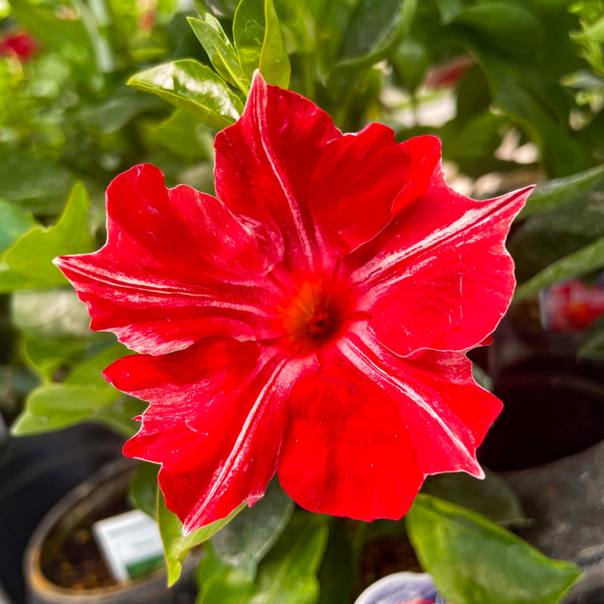 Opal Orange Sunrise Vining Mandevilla, Dipladenia, Plant – Southern ...