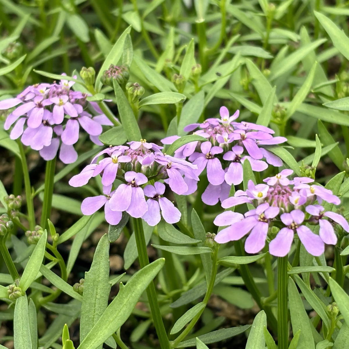 Mermaid Lavender Iberis (Candytuft) – Southern Idaho Landscape Center