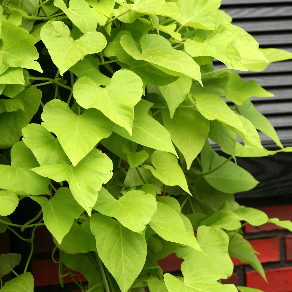 Desana Lime Ipomoea (Sweet Potato Vine) – Southern Idaho Landscape Center