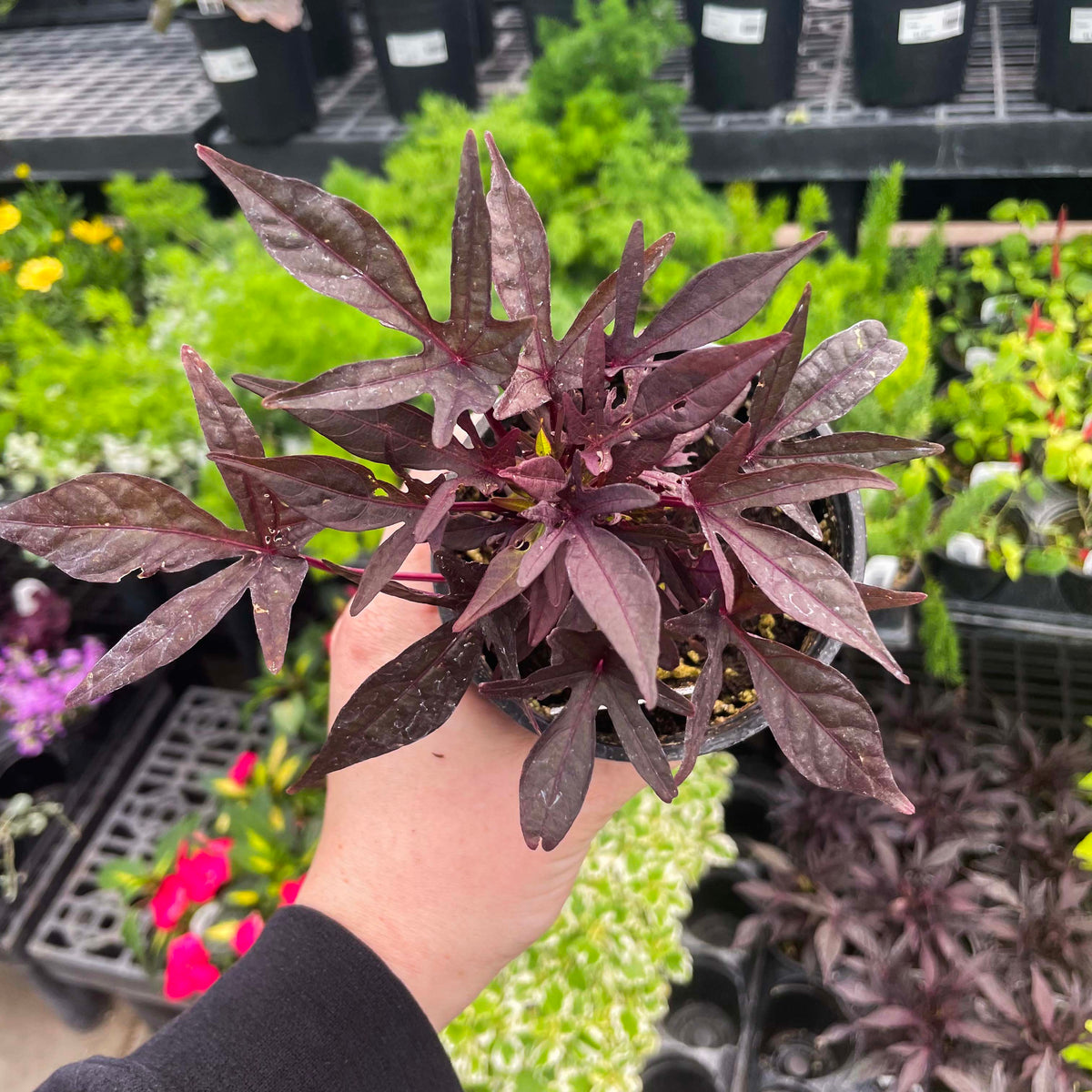 Sidekick Black Ipomoea (Sweet Potato Vine) – Southern Idaho Landscape ...