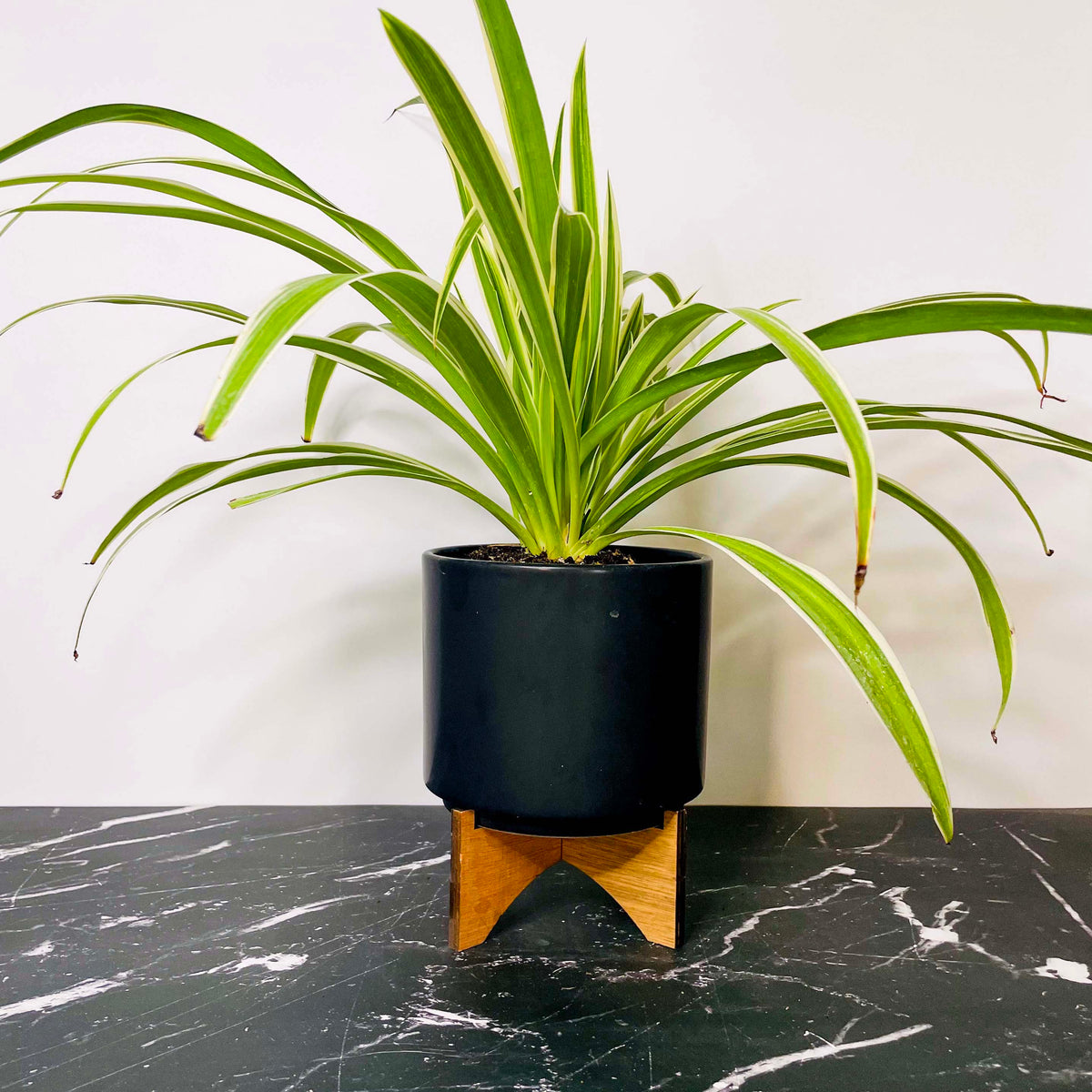 Chlorophytum comosum 'Irish' (Spider Plant) – Southern Idaho Landscape ...
