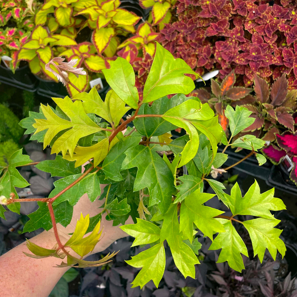 Cissus rhombifolia 'Ellen Danica' (Oak Leaf Ivy) – Southern Idaho ...