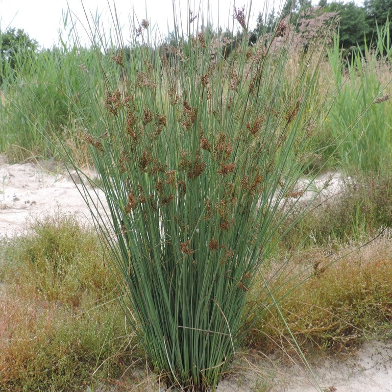 Juncus inflexus (Hard Rush) – Southern Idaho Landscape Center