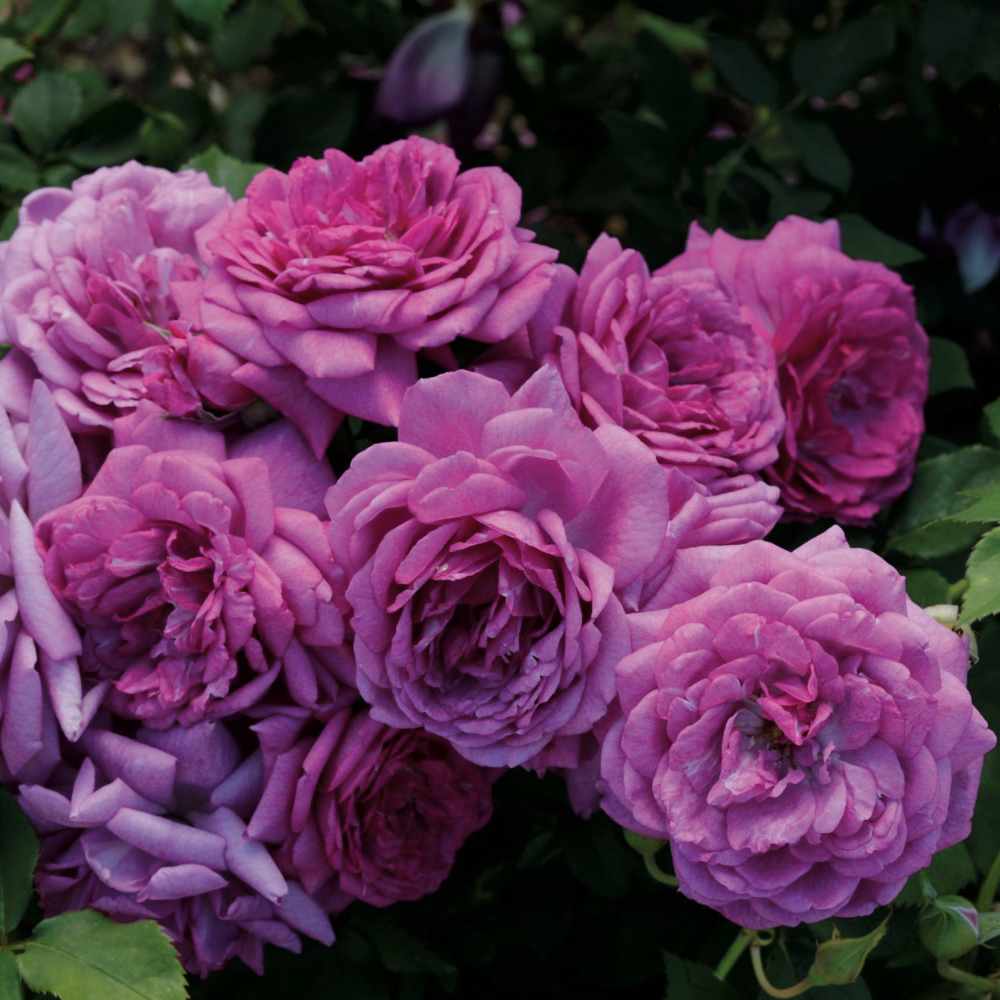 Easy Charmer Miniature Rose - 3 Gallon Growers Pot – Southern Idaho ...