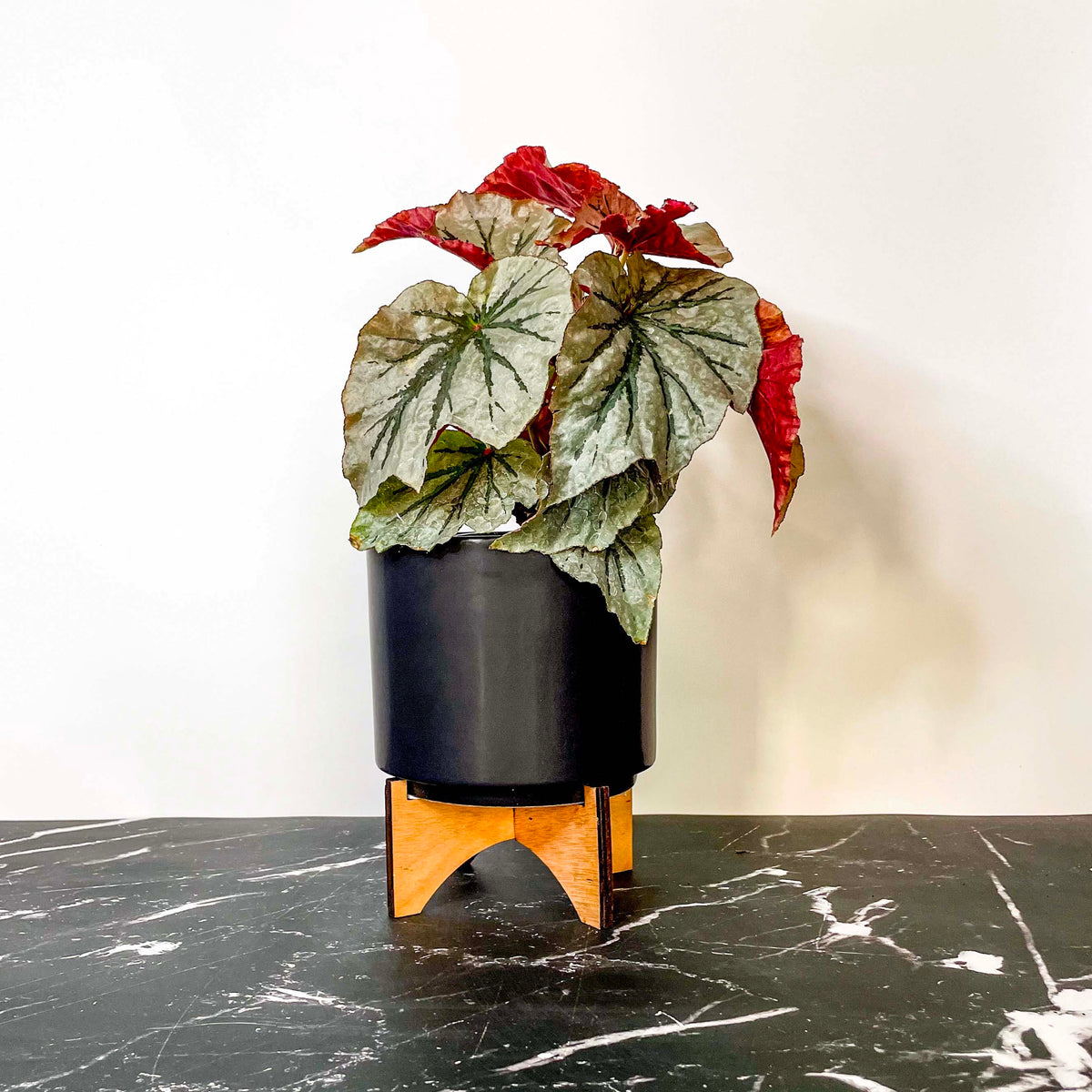 Begonia 'Looking Glass' – Southern Idaho Landscape Center