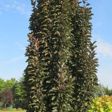 Purple Spire Columnar Crabapple Tree – Southern Idaho Landscape Center