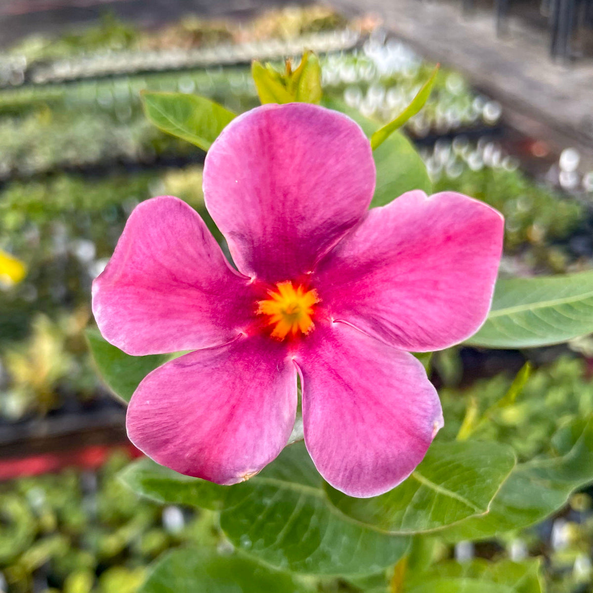 Opal Orange Sunrise Vining Mandevilla, Dipladenia, Plant – Southern ...