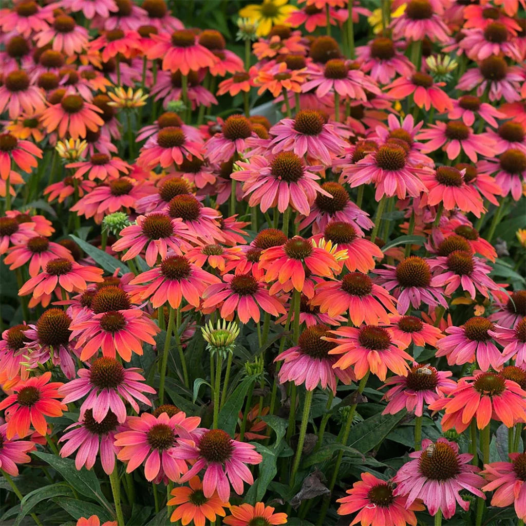 Sombero Hot Coral Echinacea (Coneflower) – Southern Idaho Landscape Center