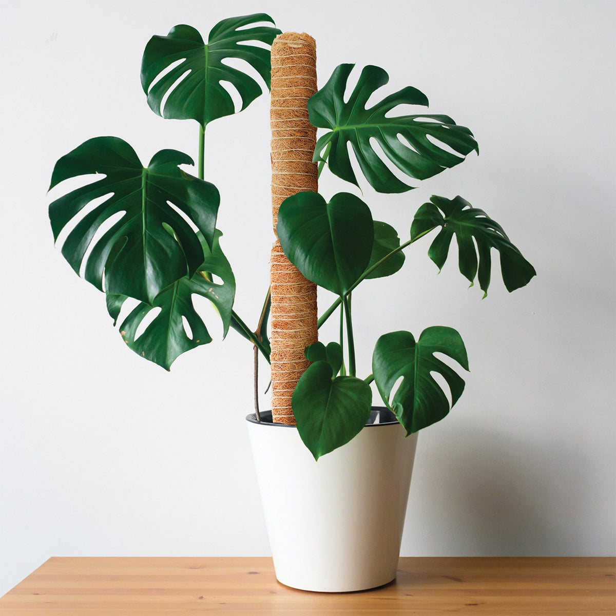 Panacea 11" Stackable Natural Trellis Poles – Southern Idaho Landscape ...