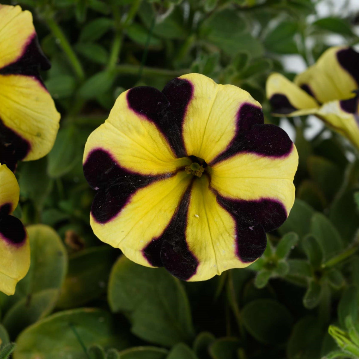 Ray Sunflower Petunia – Southern Idaho Landscape Center