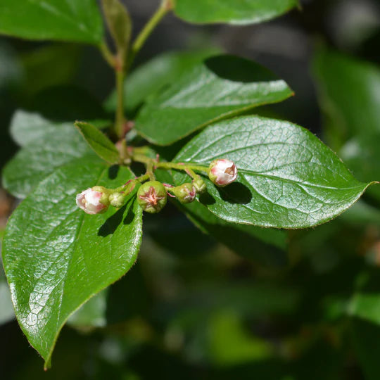 Peking Cotoneaster – Southern Idaho Landscape Center