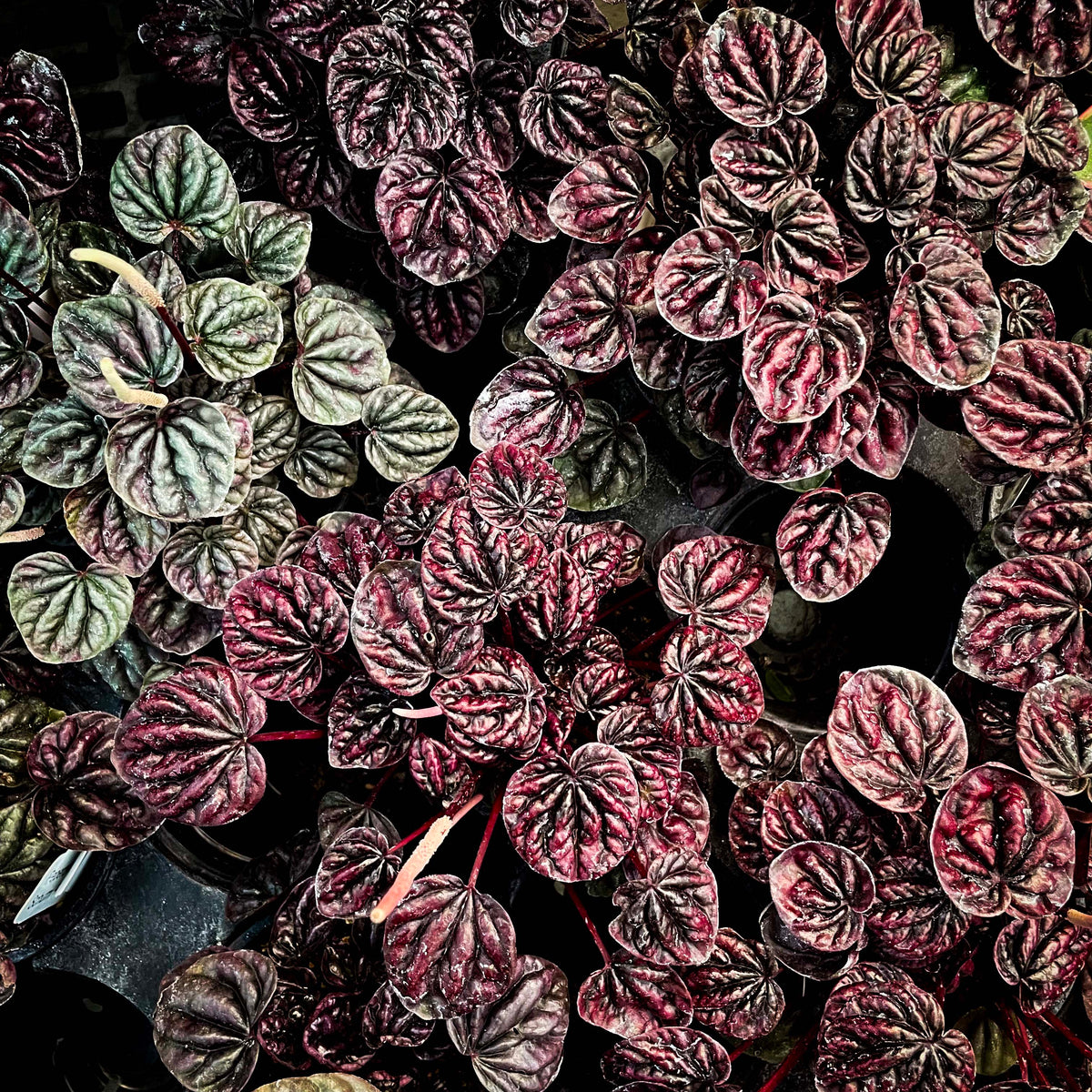 Schumi Red Ripple Peperomia – Southern Idaho Landscape Center