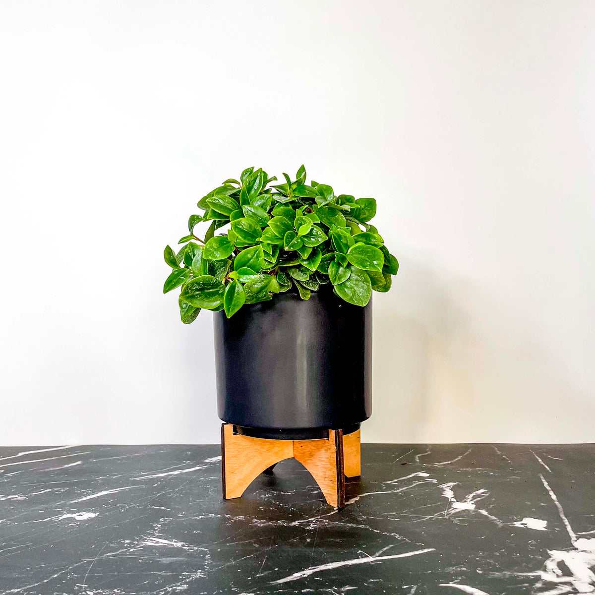 Peperomia cubensis – Southern Idaho Landscape Center