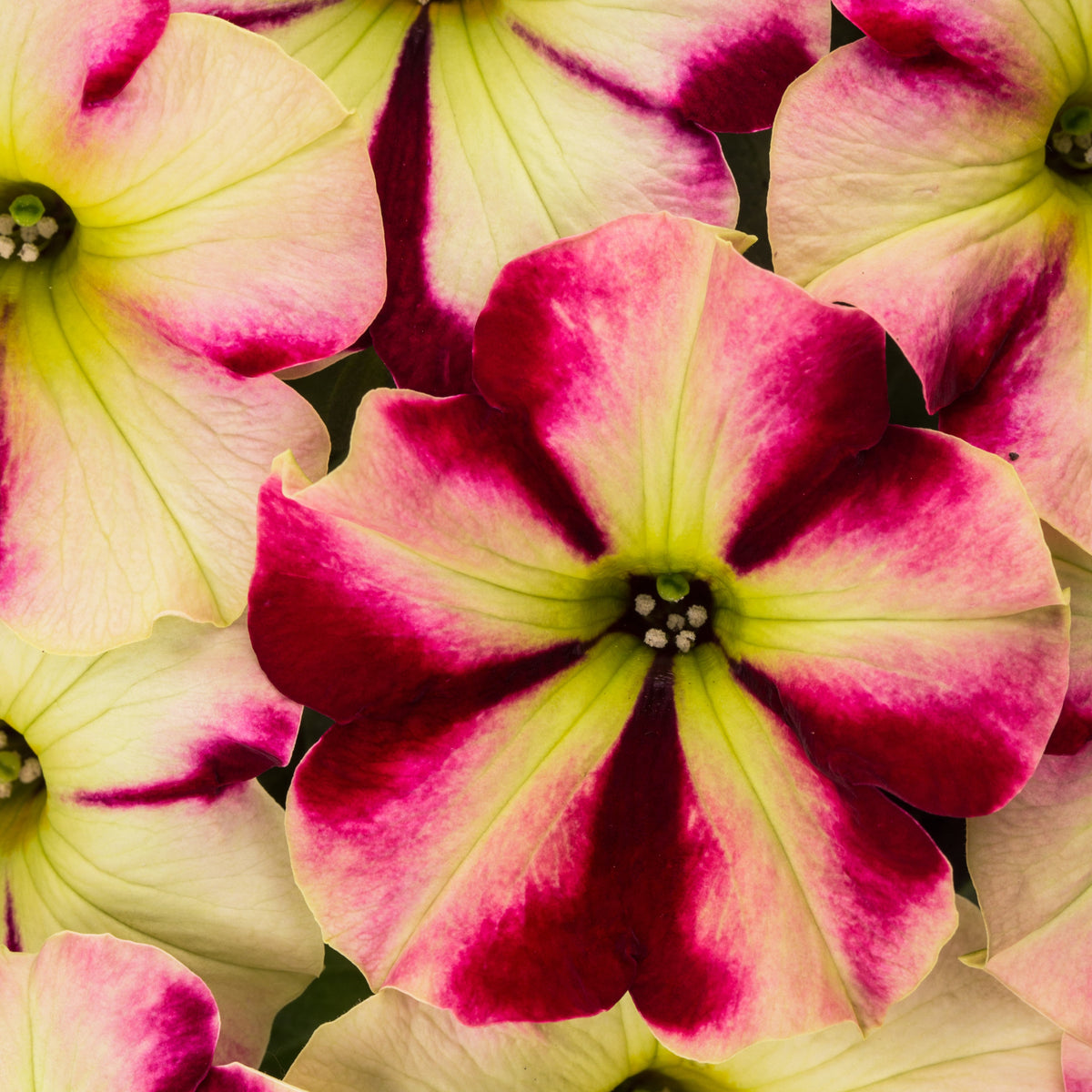 Crazytunia Raspberry Lemonade Petunia – Southern Idaho Landscape Center