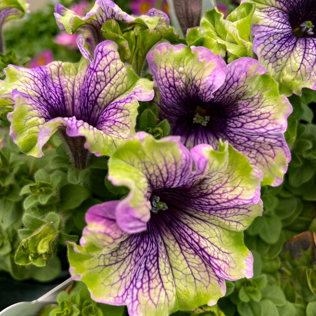 Amazonas Plum Cockatoo Petunia – Southern Idaho Landscape Center