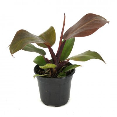 Philodendron 'Red Moon' – Southern Idaho Landscape Center