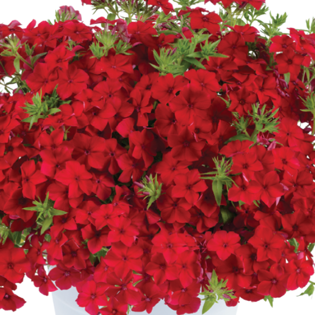 Phloxstar Red Phlox – Southern Idaho Landscape Center