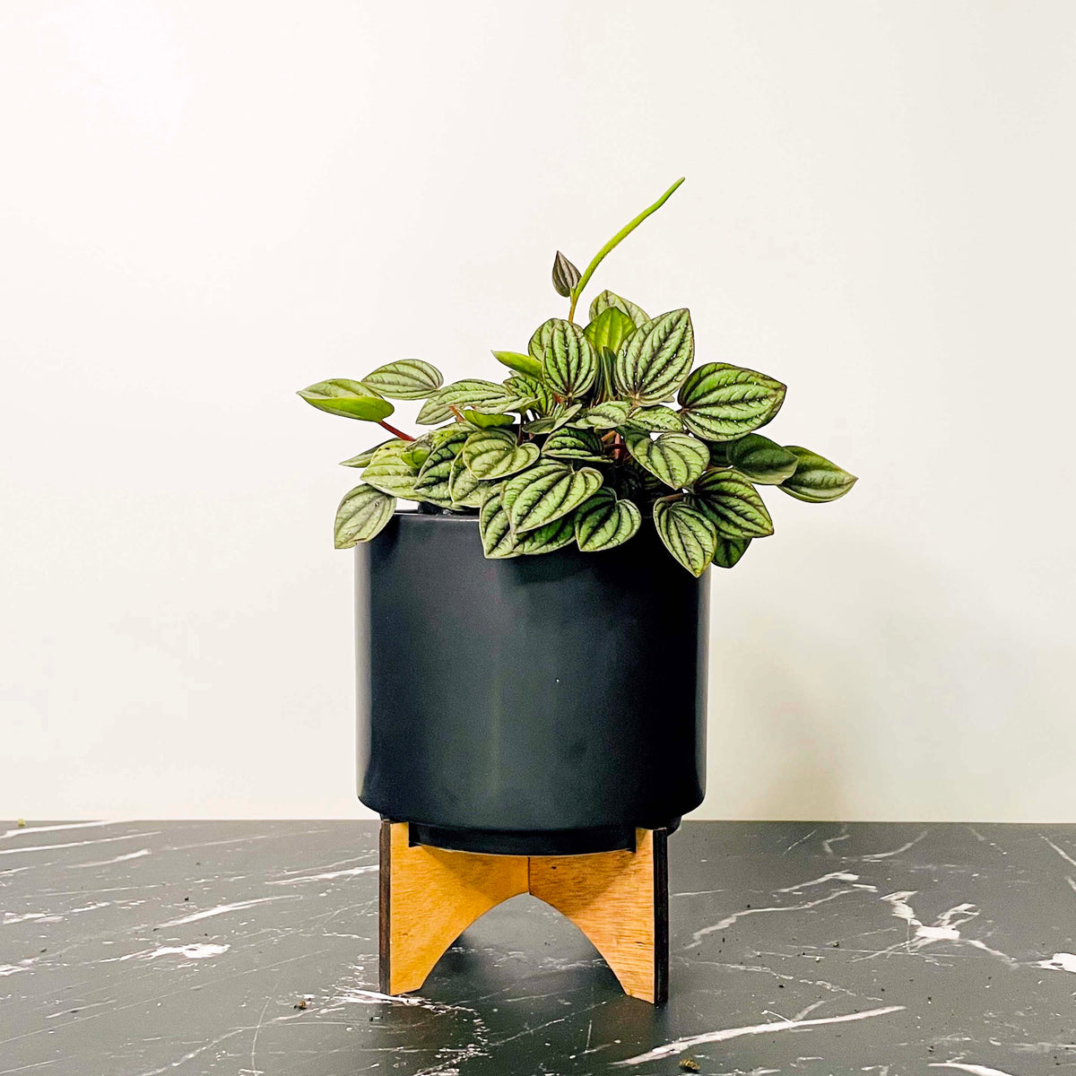 Piccolo Banda Peperomia – Southern Idaho Landscape Center