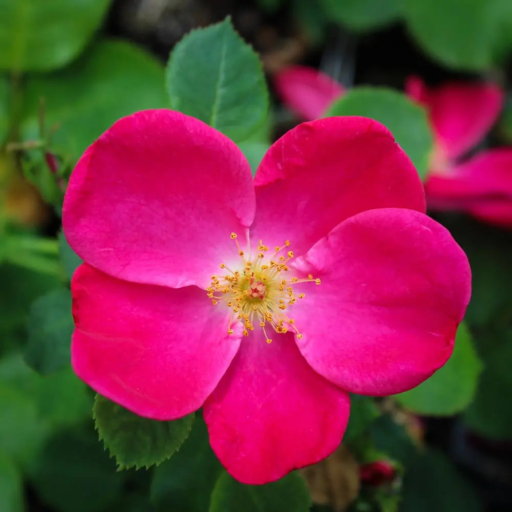 Pink Home Run Shrub Rose – Southern Idaho Landscape Center