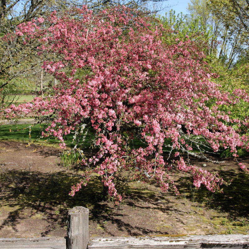 Pink Princess Crabapple – Southern Idaho Landscape Center