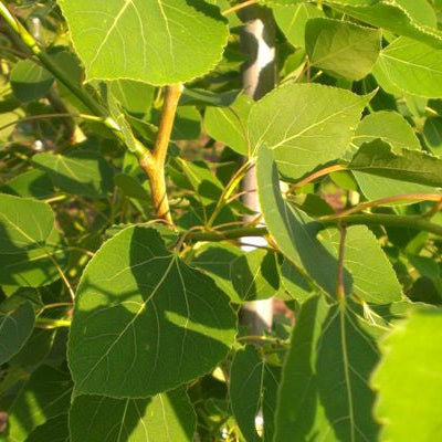 Summer Shimmer Aspen Tree – Southern Idaho Landscape Center