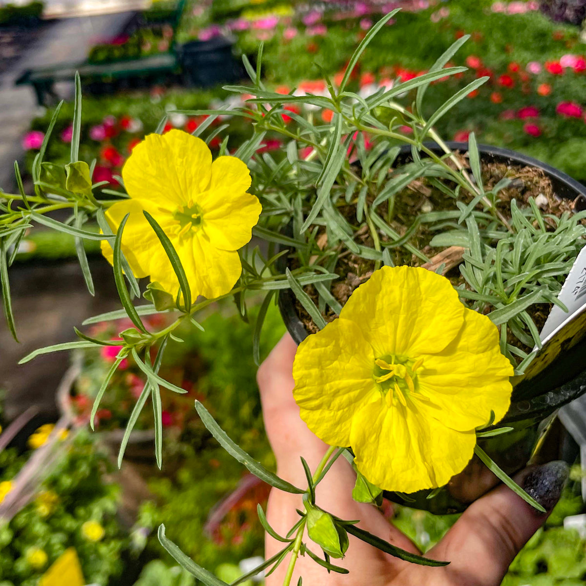 Ladybird Sunglow Calylophus (Texas Primrose) – Southern Idaho Landscape ...